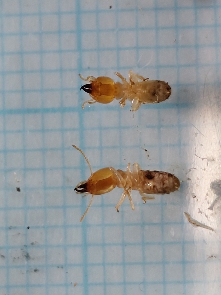 Odontotermes formosanus from 台灣台北 on December 26, 2022 at 01:05 PM by ...