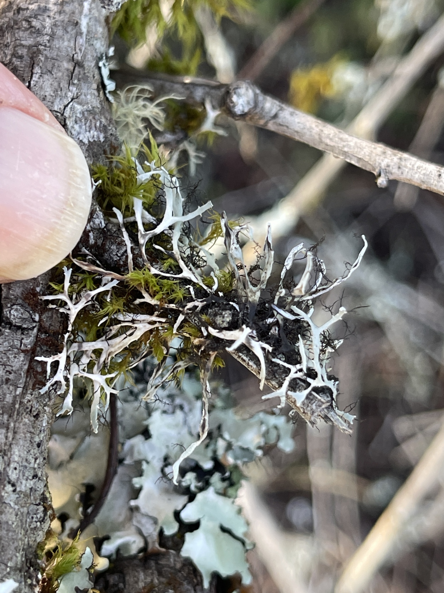Leucodermia leucomelos (L.) Kalb