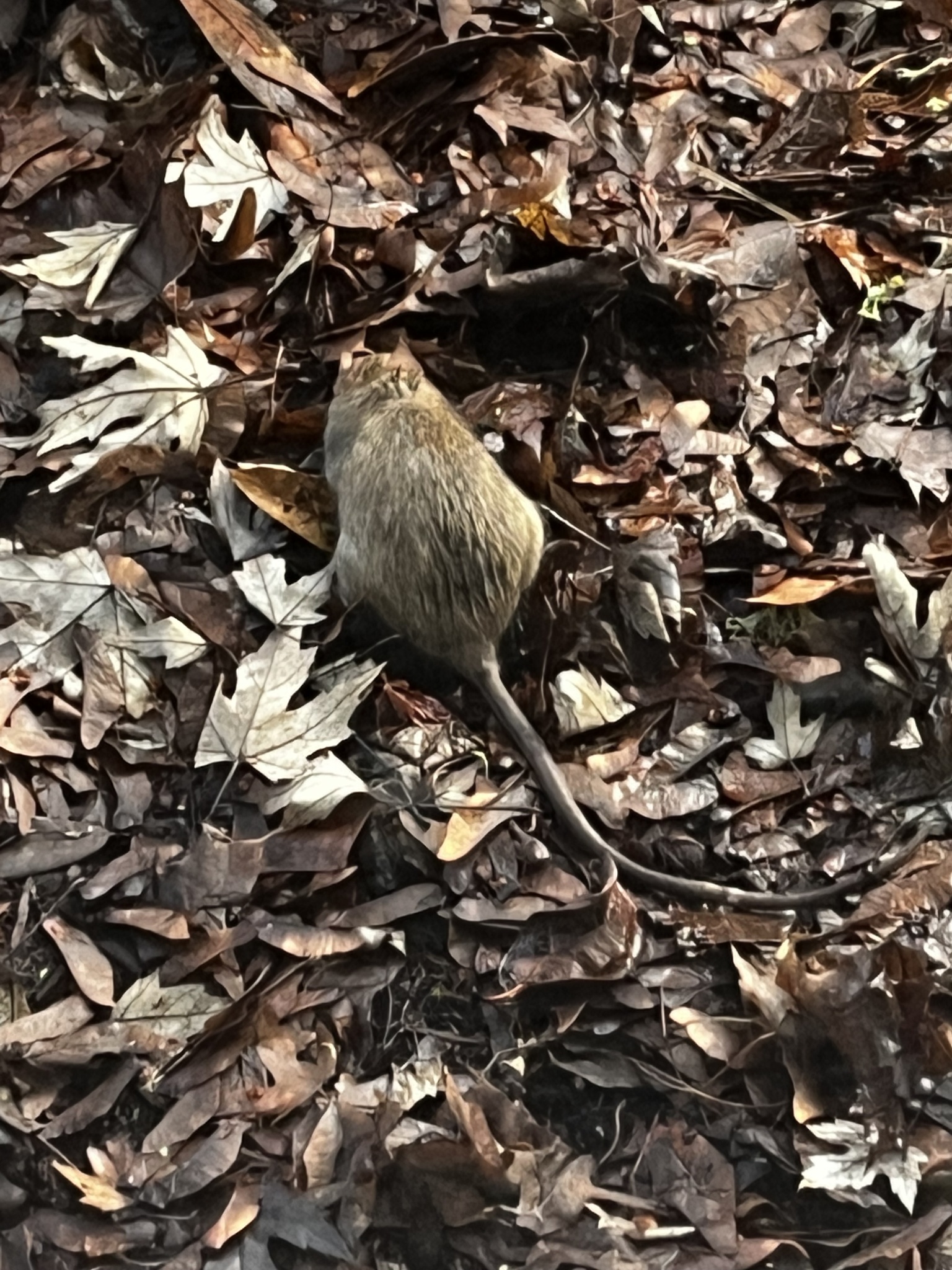 Rattus rattus (Linnaeus, 1758)