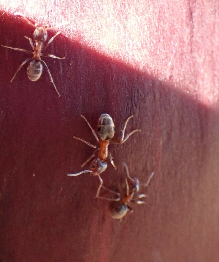 Western Velvety Tree Ant from Cloverdale, CA 95425, USA on January 1 ...