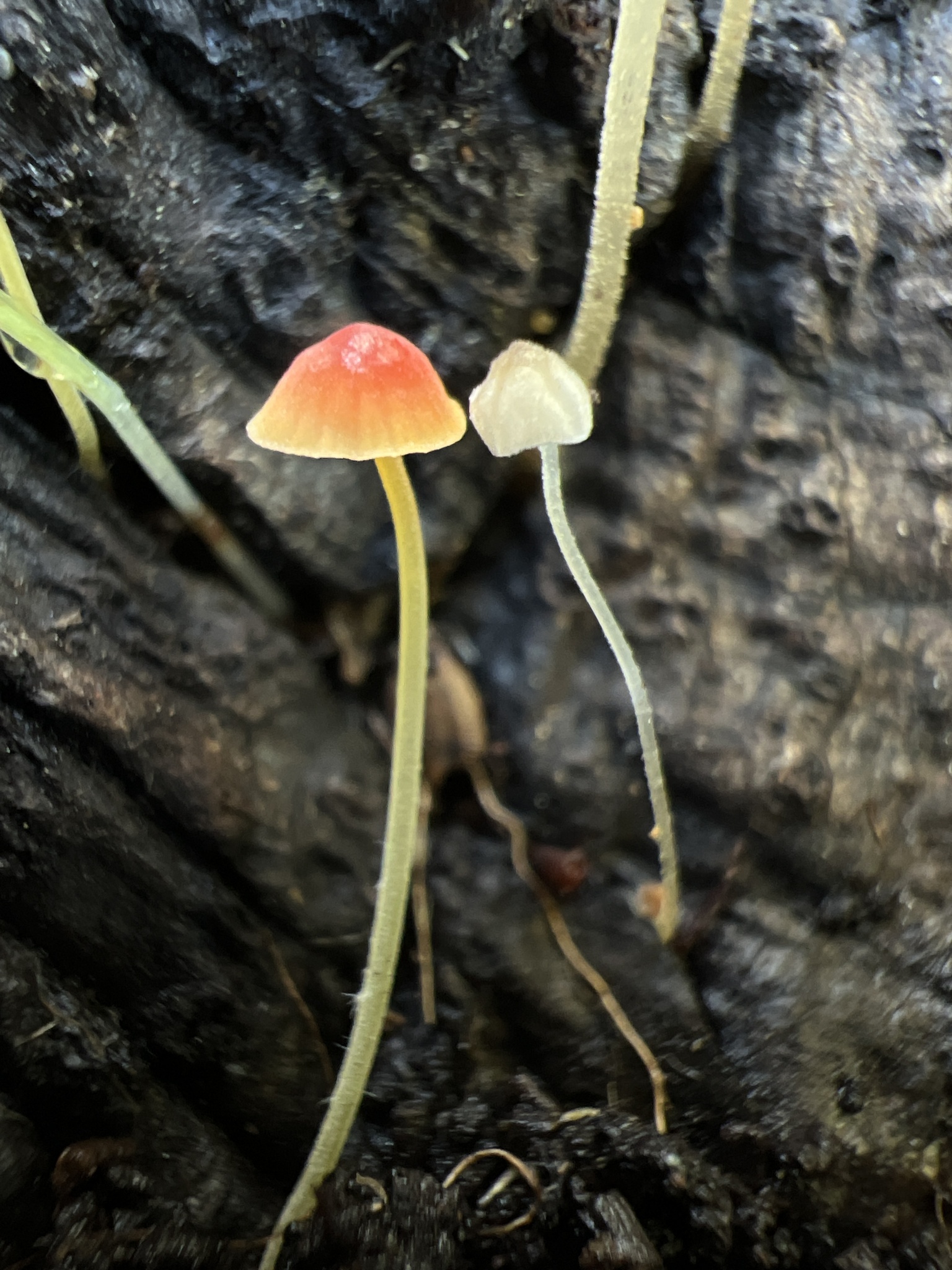 Mycena acicula (Schaeff.) P.Kumm.