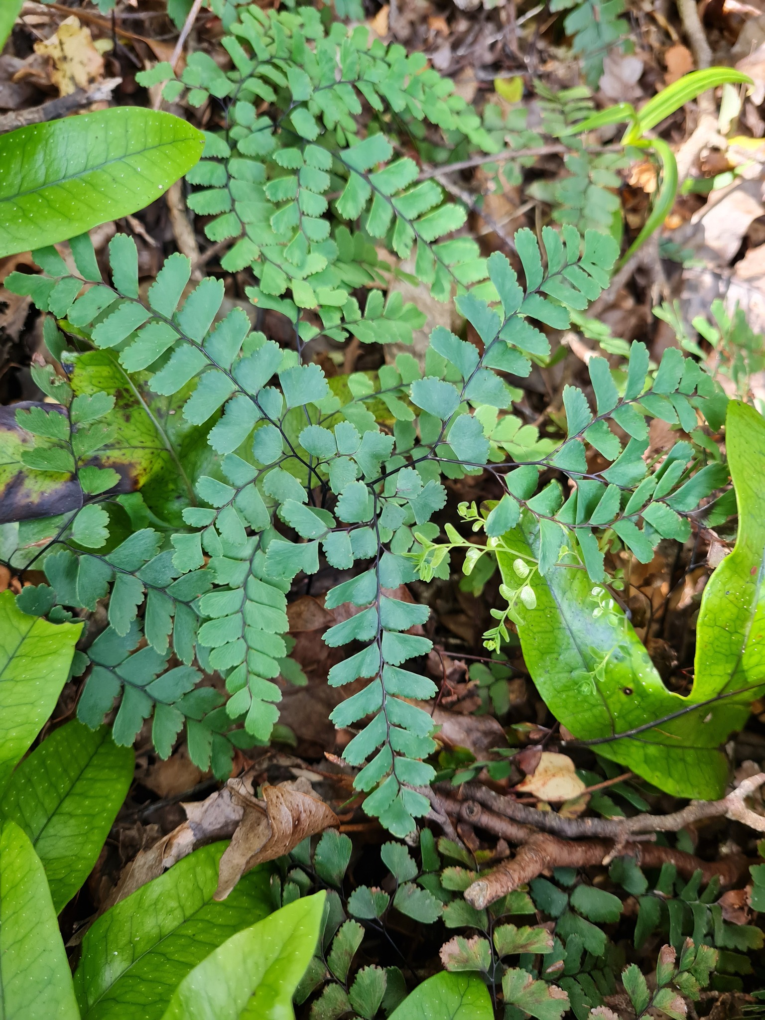 Adiantum L.