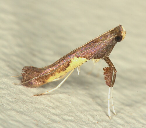 Caloptilia celtina · iNaturalist