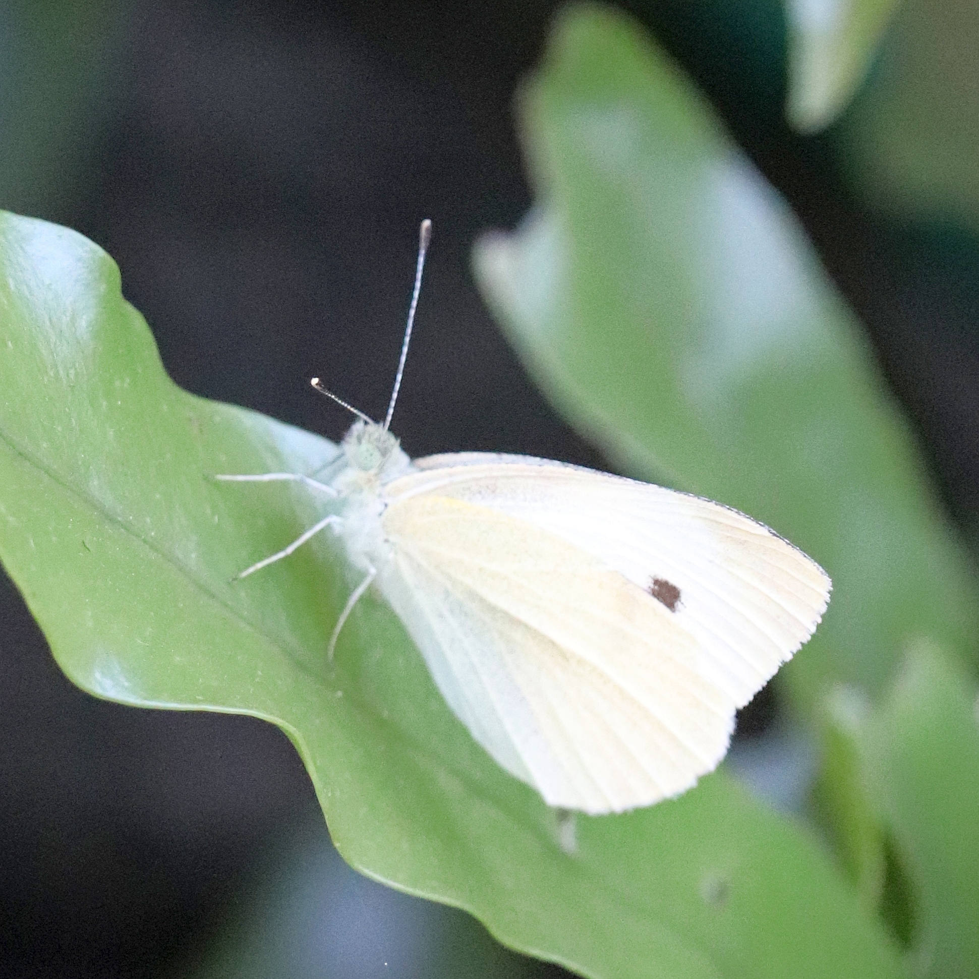 Pieris rapae (Linnaeus, 1758)
