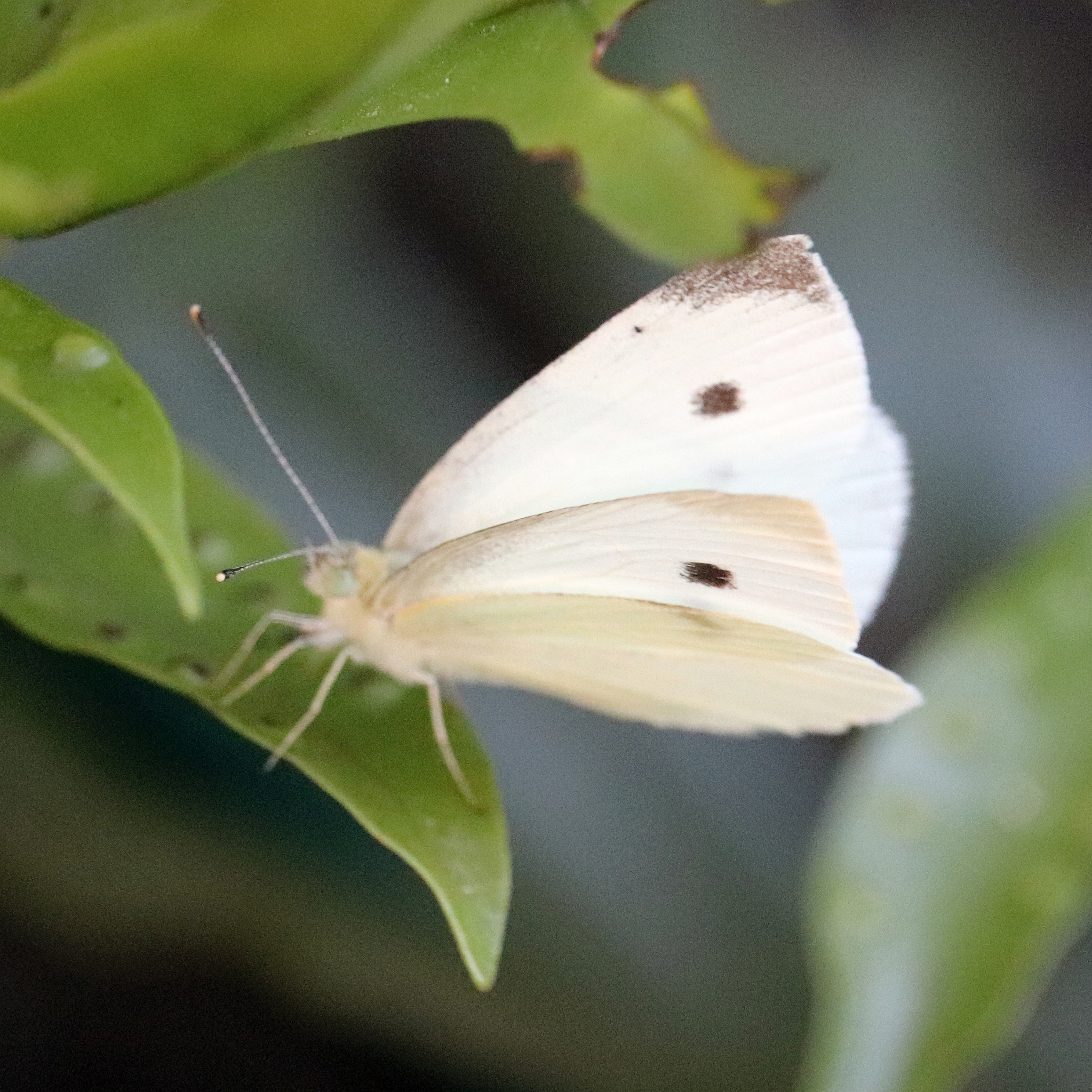 Pieris rapae (Linnaeus, 1758)