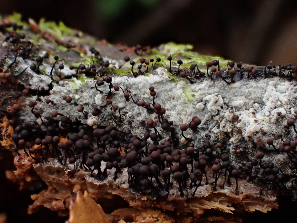 Cribraria cancellata from Tahakopa Bay Scenic Reserve, Catlins, Otago ...