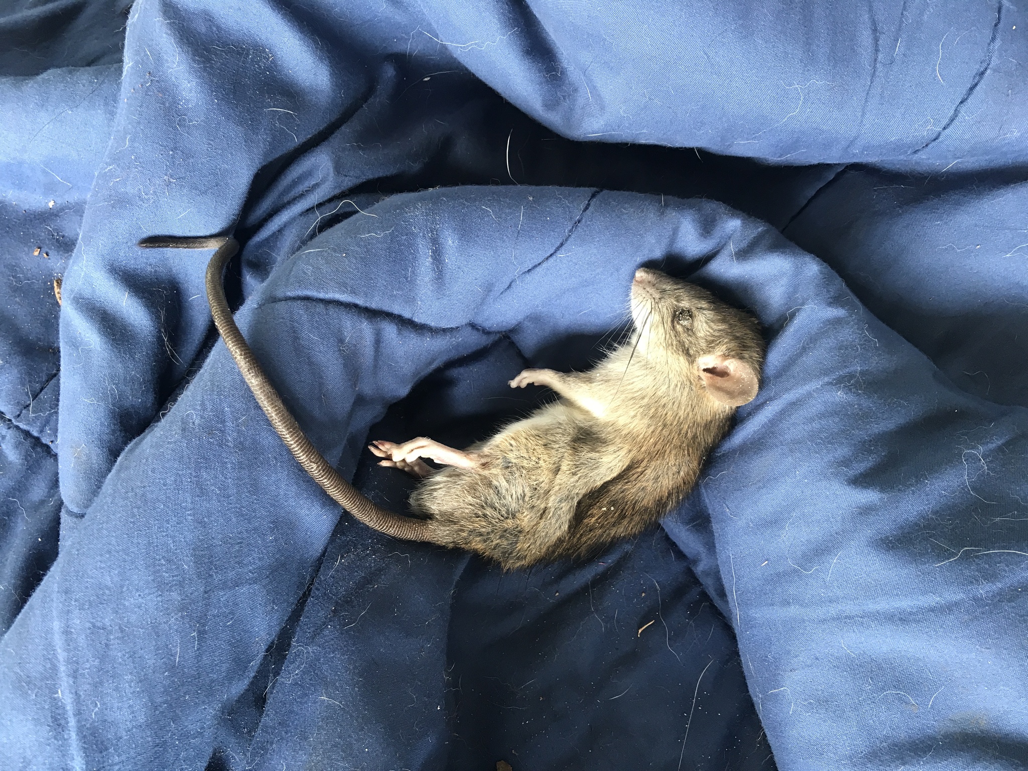 Rattus rattus (Linnaeus, 1758)