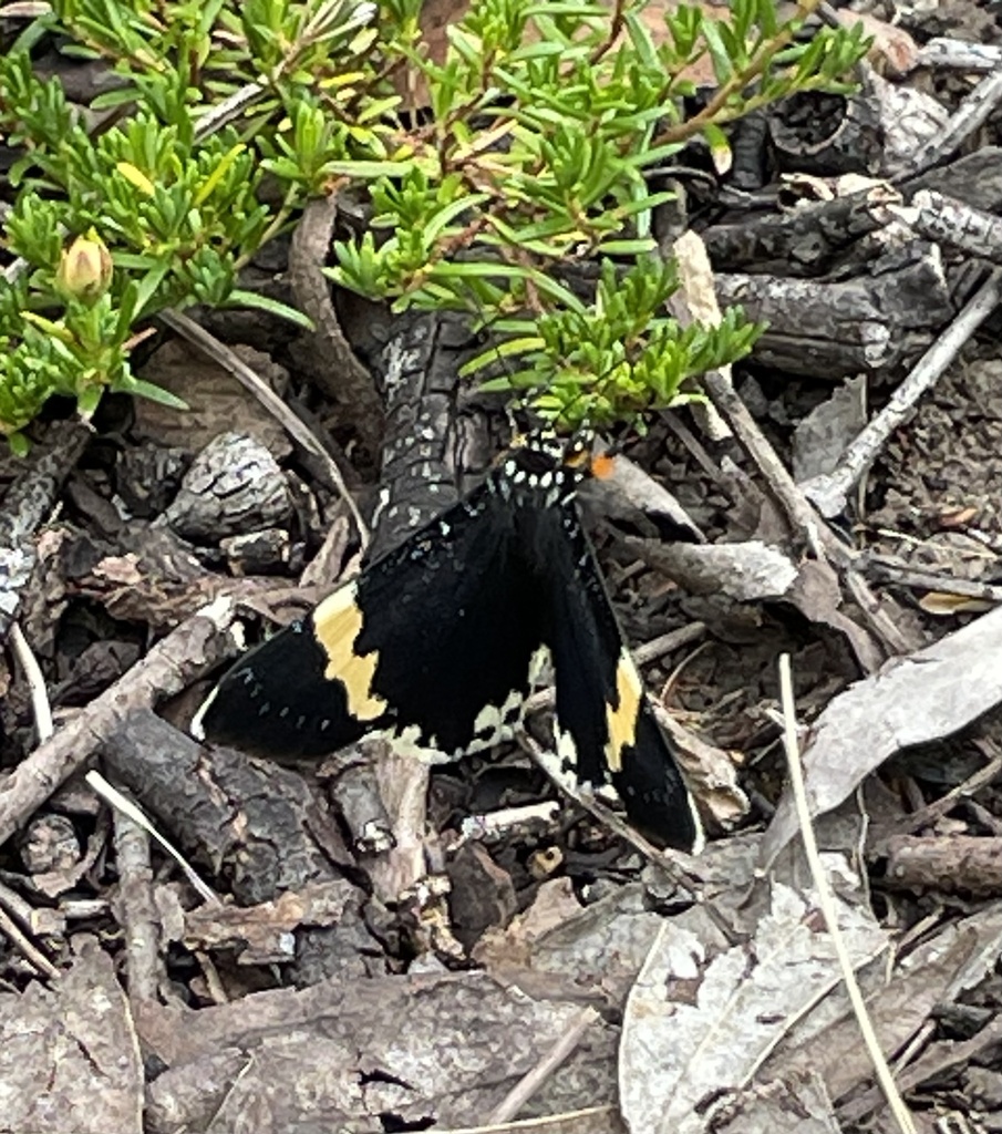 Yellow-banded Day-moth from Frankston South, VIC, AU on January 02 ...