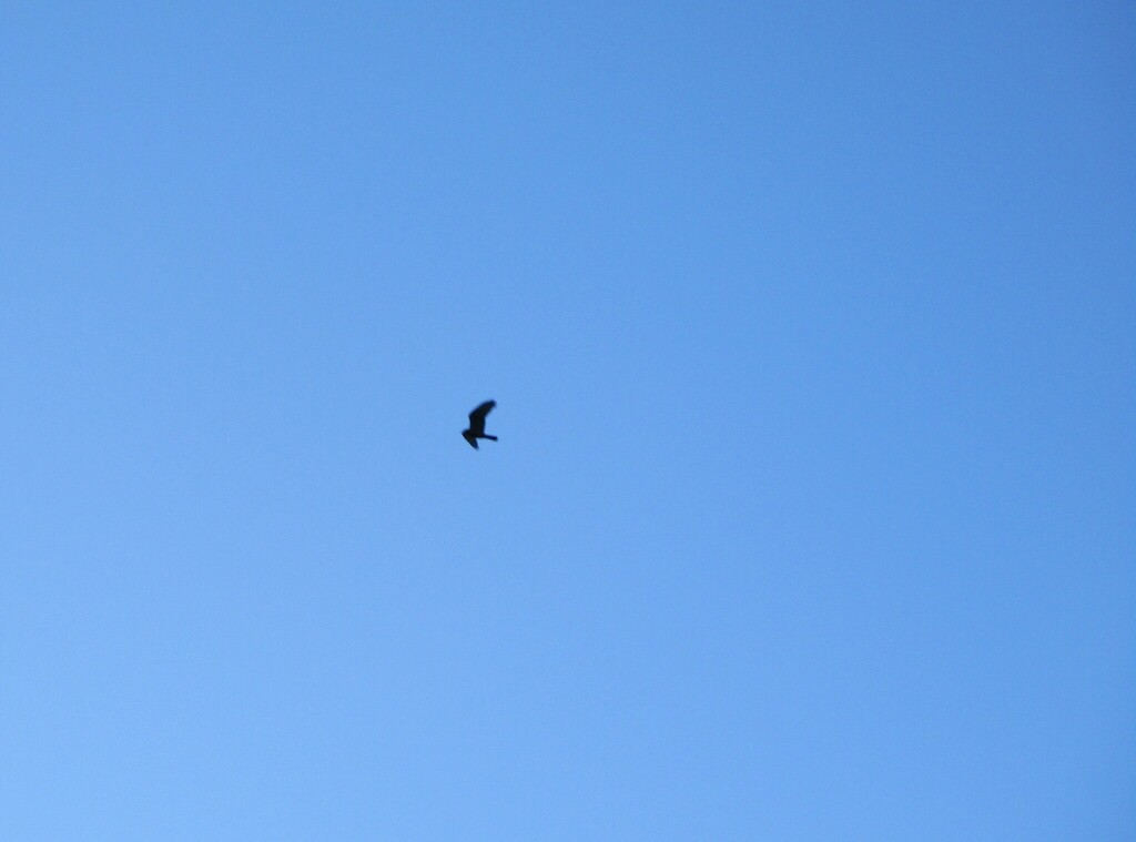 Swamp Harrier from Frankton, Queenstown, New Zealand on December 31 ...