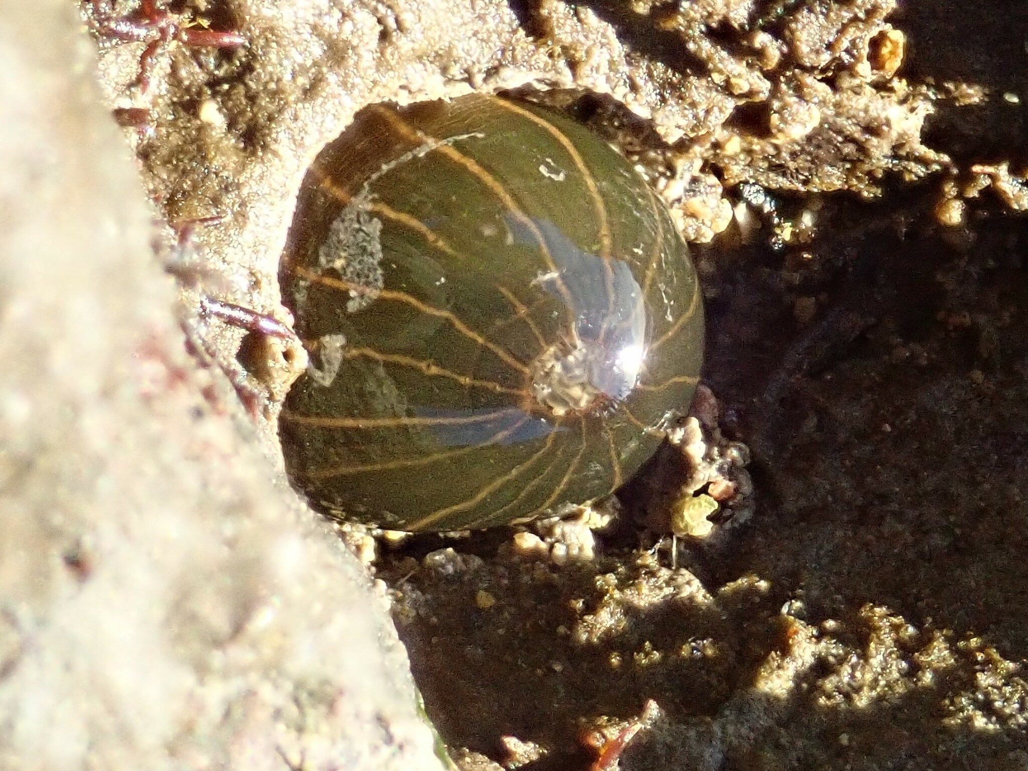 Diadumene lineata (Verrill, 1869)
