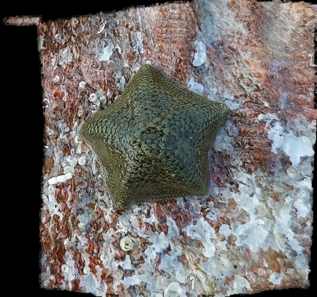 Asteroidea