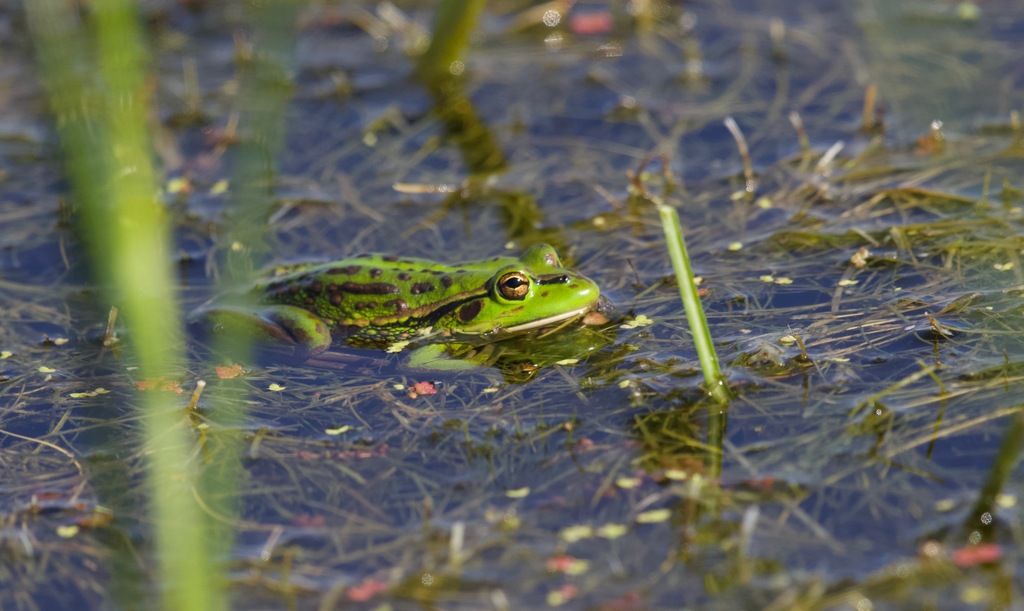 Southern Bell Frog in January 2023 by David Tytherleigh. Amazing amount ...