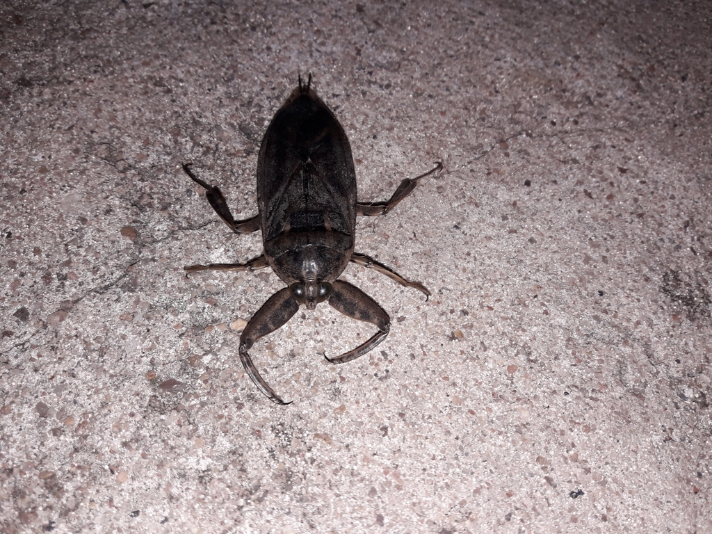 Lethocerus in April 2022 by Joselin Listur · iNaturalist