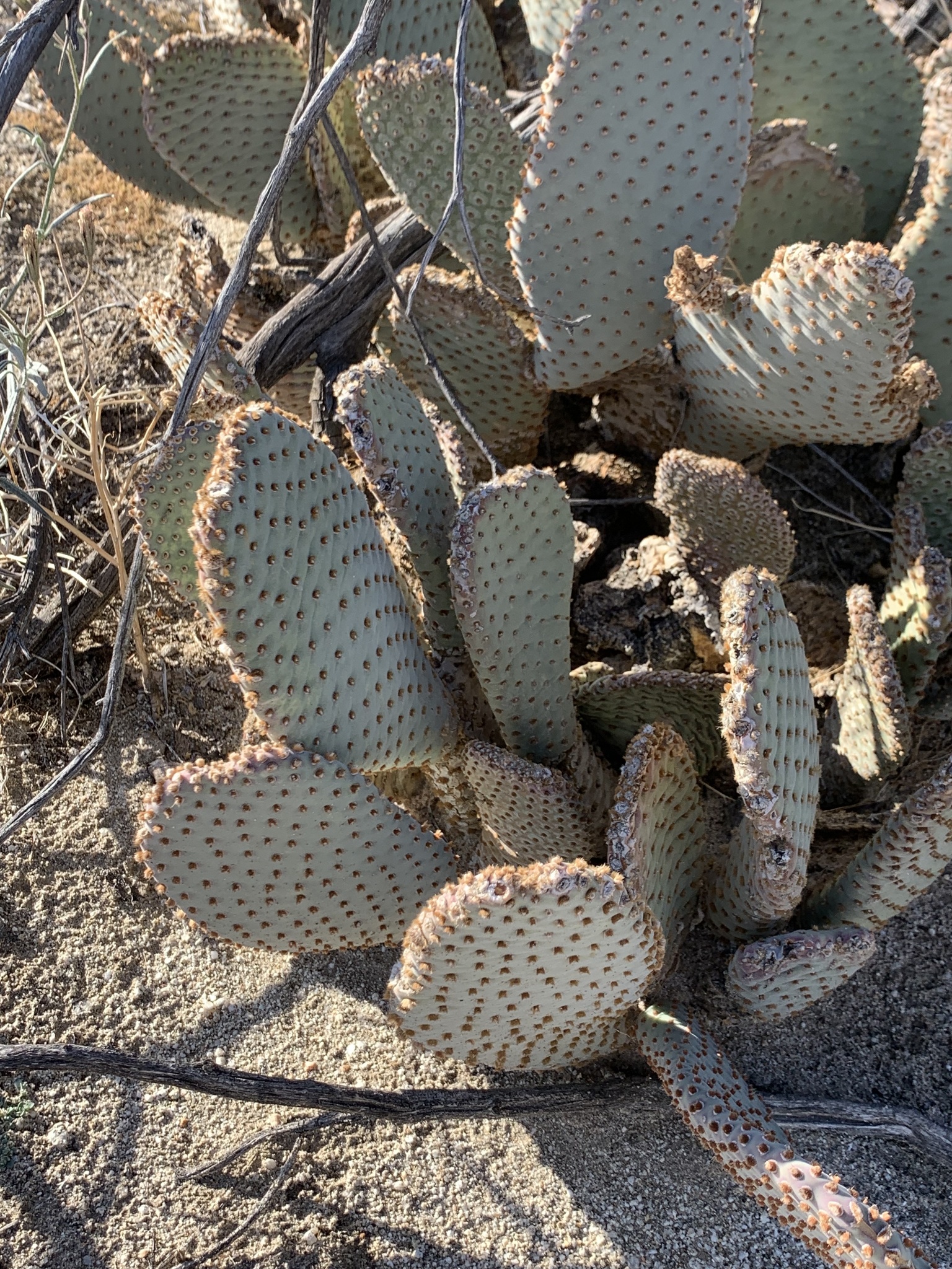 Opuntia basilaris var. basilaris