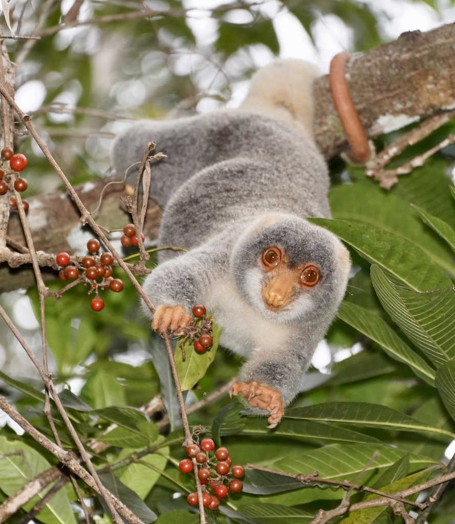 Common Spotted Cuscus from Portland Rd, Lockhart QLD 4892, Australia on ...