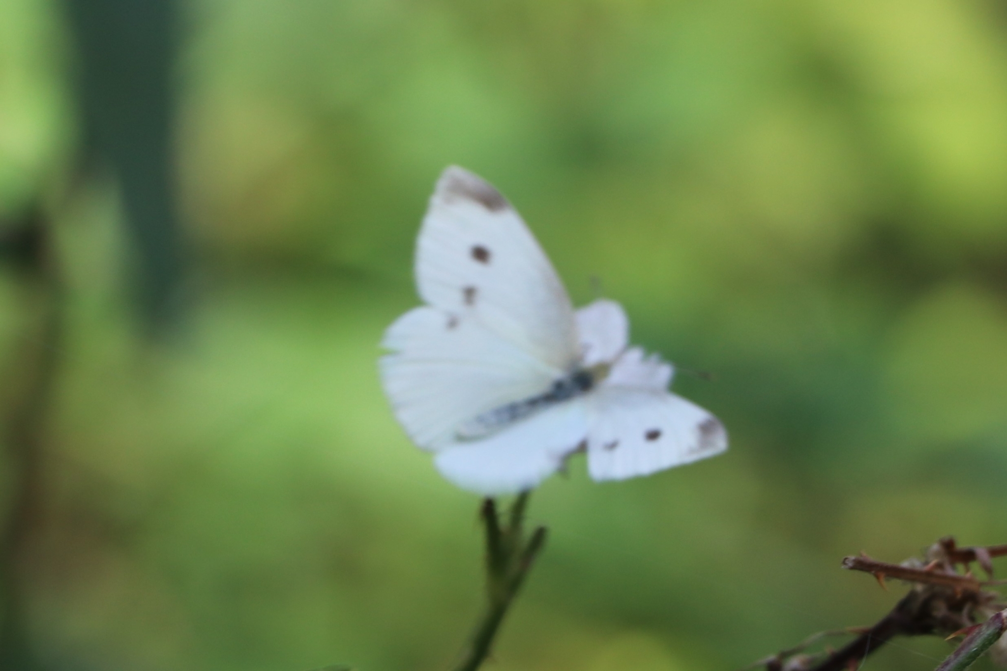 Pieris rapae (Linnaeus, 1758)
