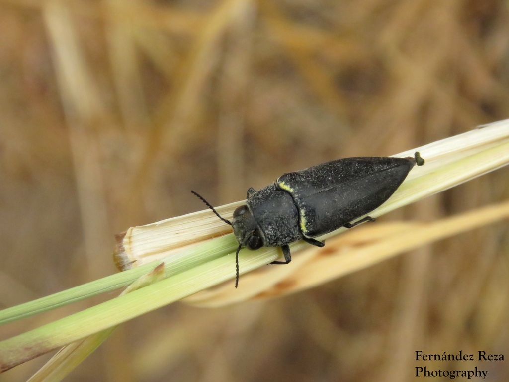 Hippomelas aeneocupreus from La Paz, B.C.S., México on November 13 ...