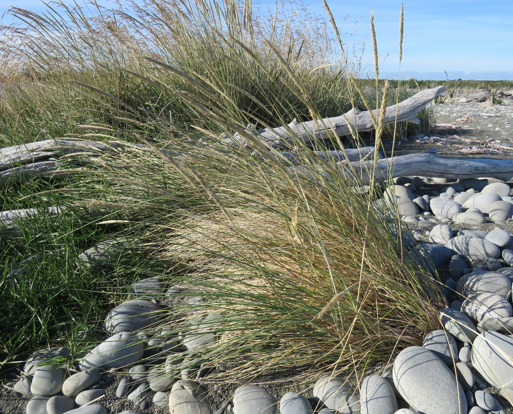 Ammophila arenaria (L.) Link