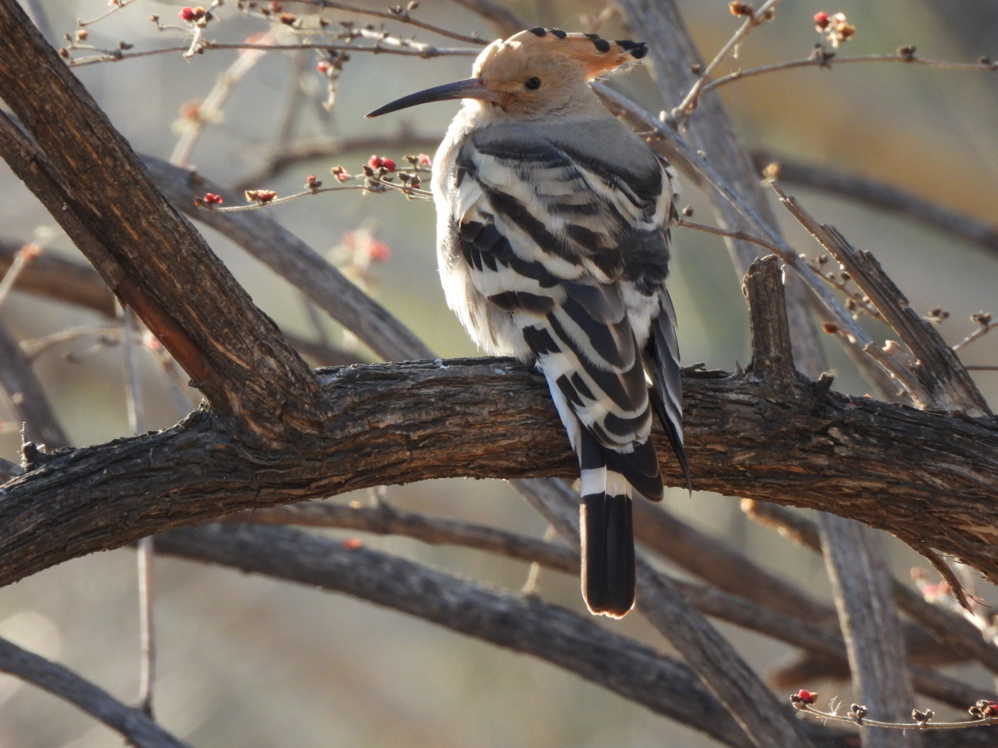 Upupa Linnaeus, 1758
