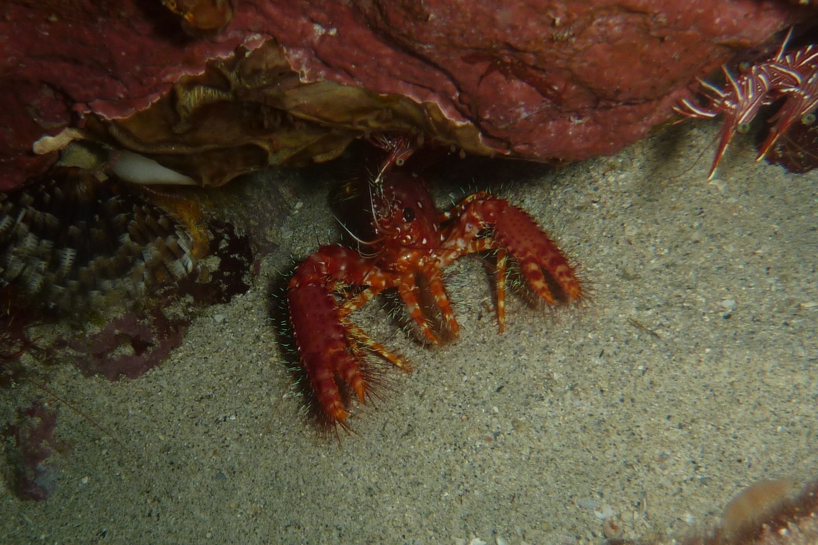 Enoplometopus A.Milne-Edwards, 1862