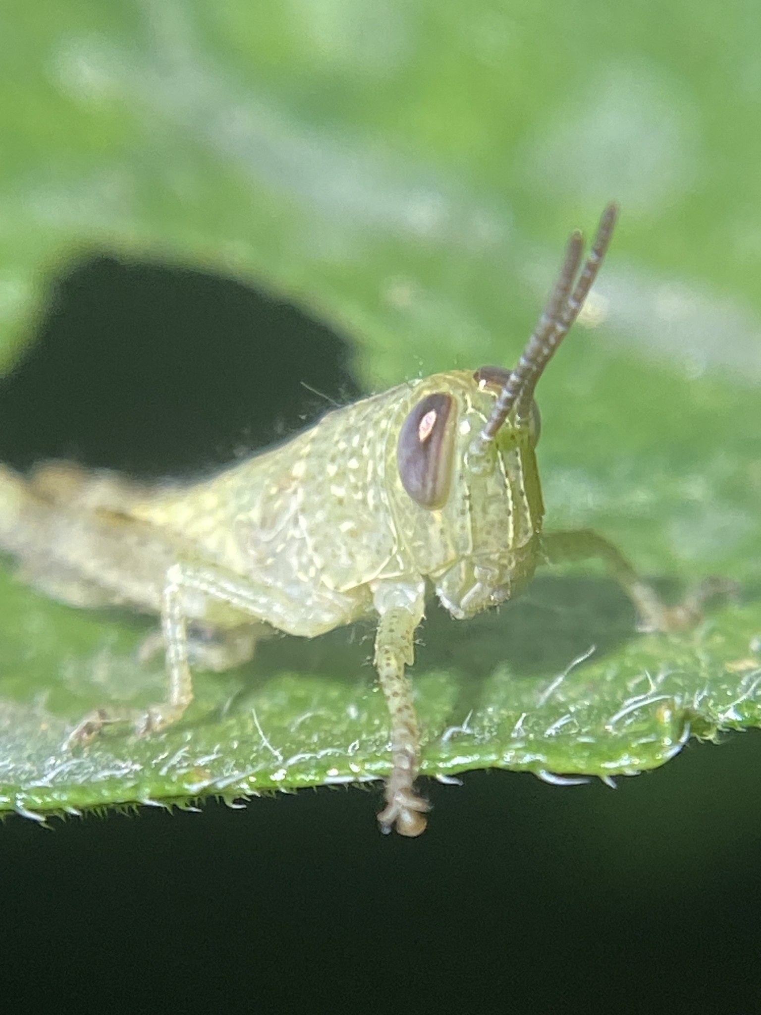Acrididae