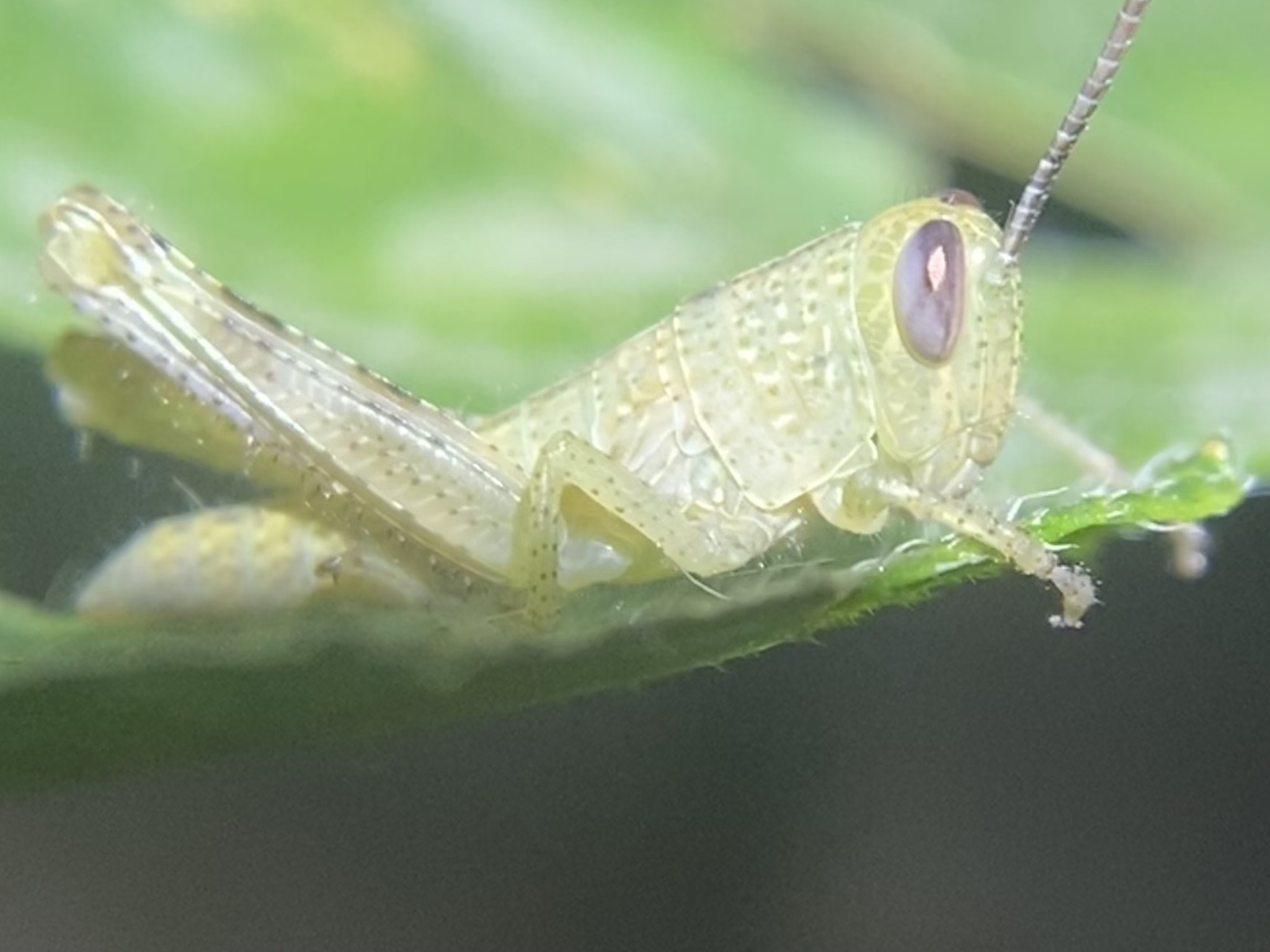 Acrididae