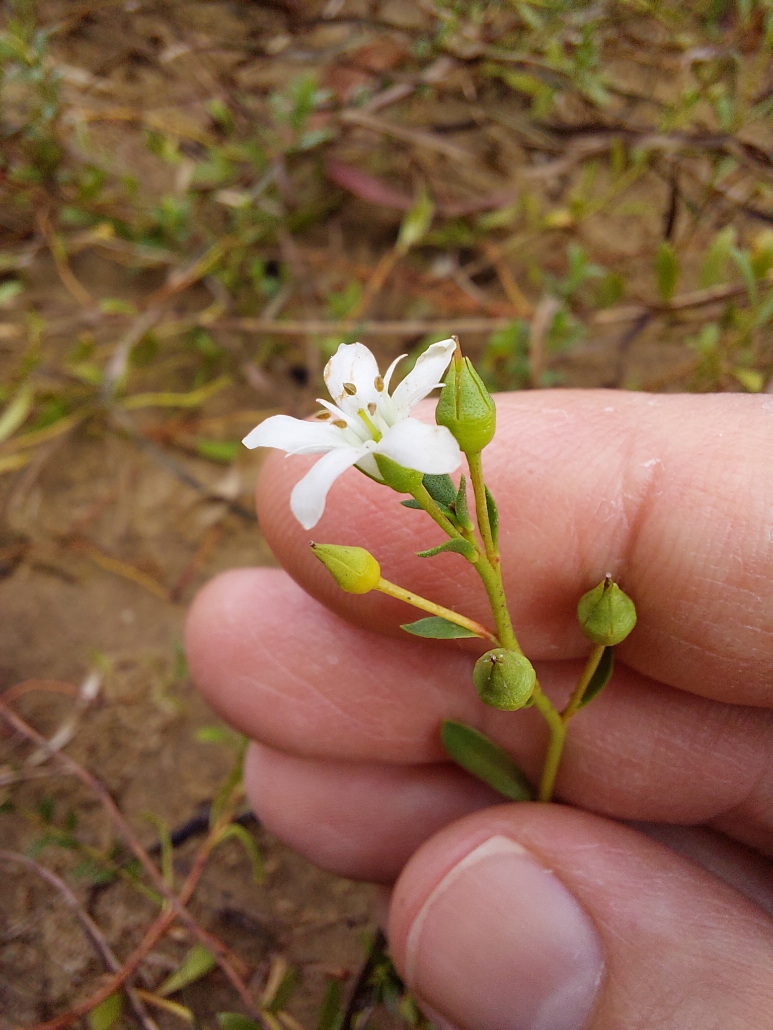 Samolus repens (J.R. & G.Forst.) Pers.