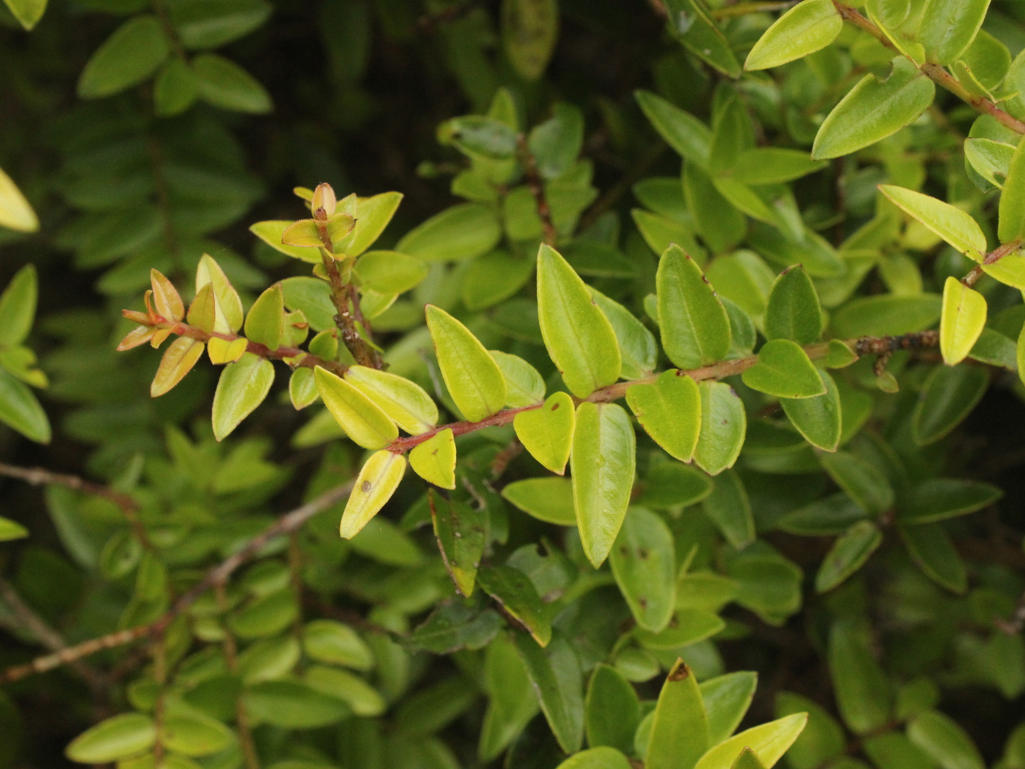 Metrosideros diffusa (G.Forst.) Sm.