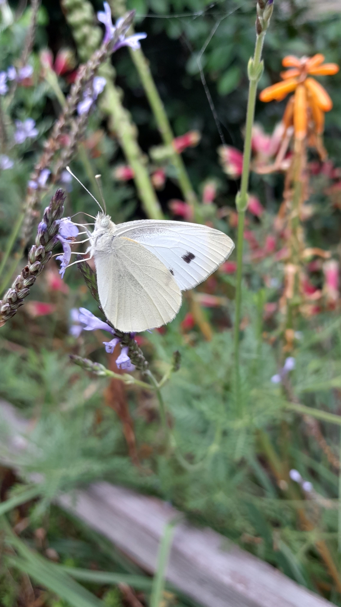 Pieris rapae (Linnaeus, 1758)