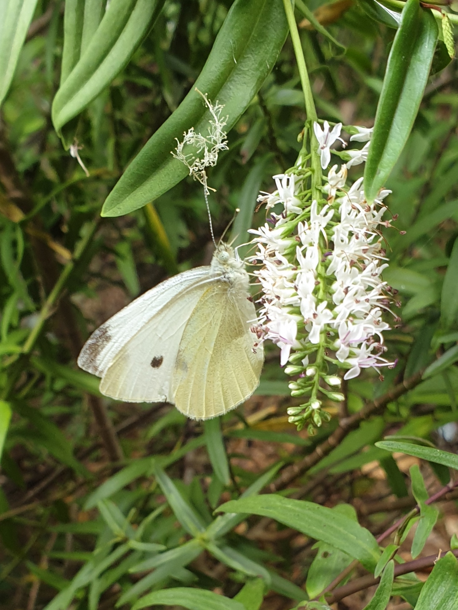 Pieris rapae (Linnaeus, 1758)