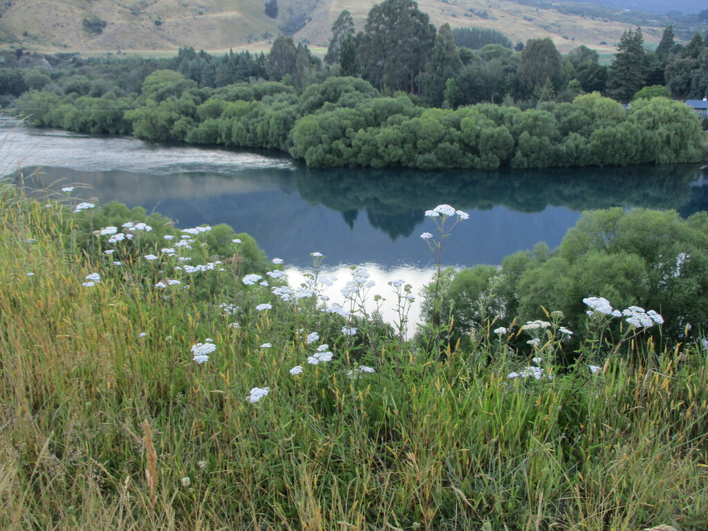 common yarrow from Frankton, Queenstown, New Zealand on December 31 ...
