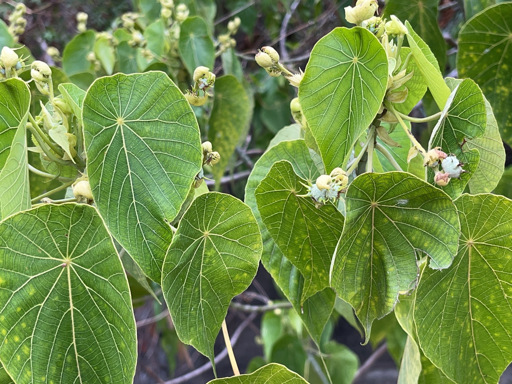 Macaranga tanarius (L.) Müll.Arg.
