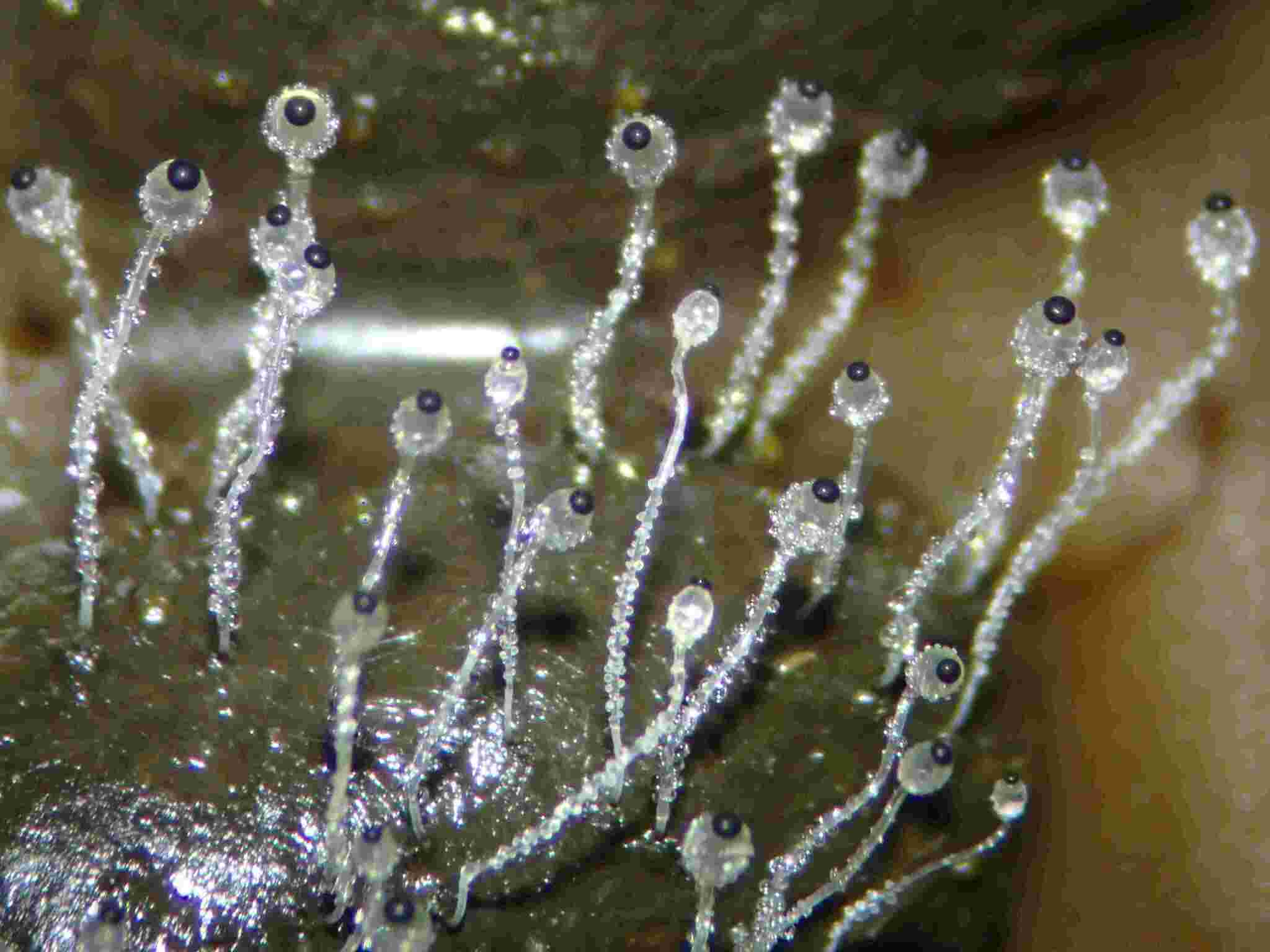 Pilobolaceae
