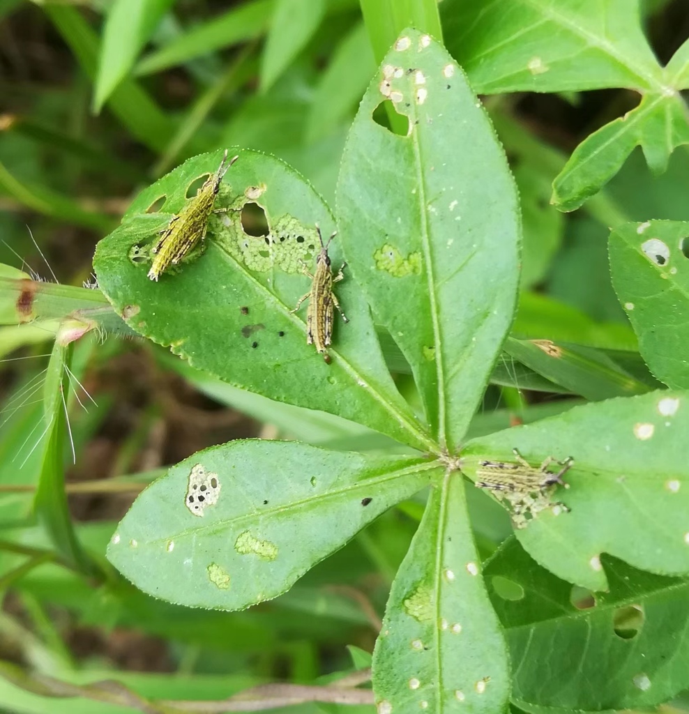 Tagasta marginella from Commonwealth Dr, 新加坡 on January 1, 2023 at 04: ...