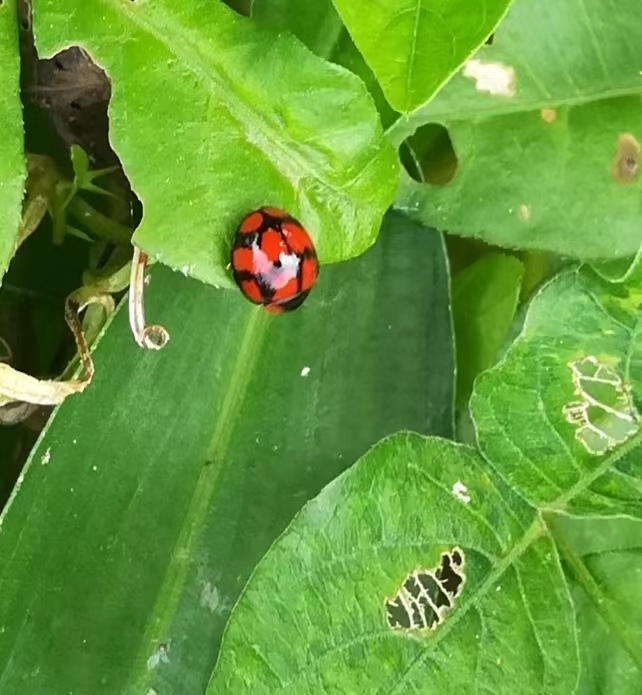 Variable Ladybird Beetle from Commonwealth Dr, 新加坡 on January 02, 2023 ...