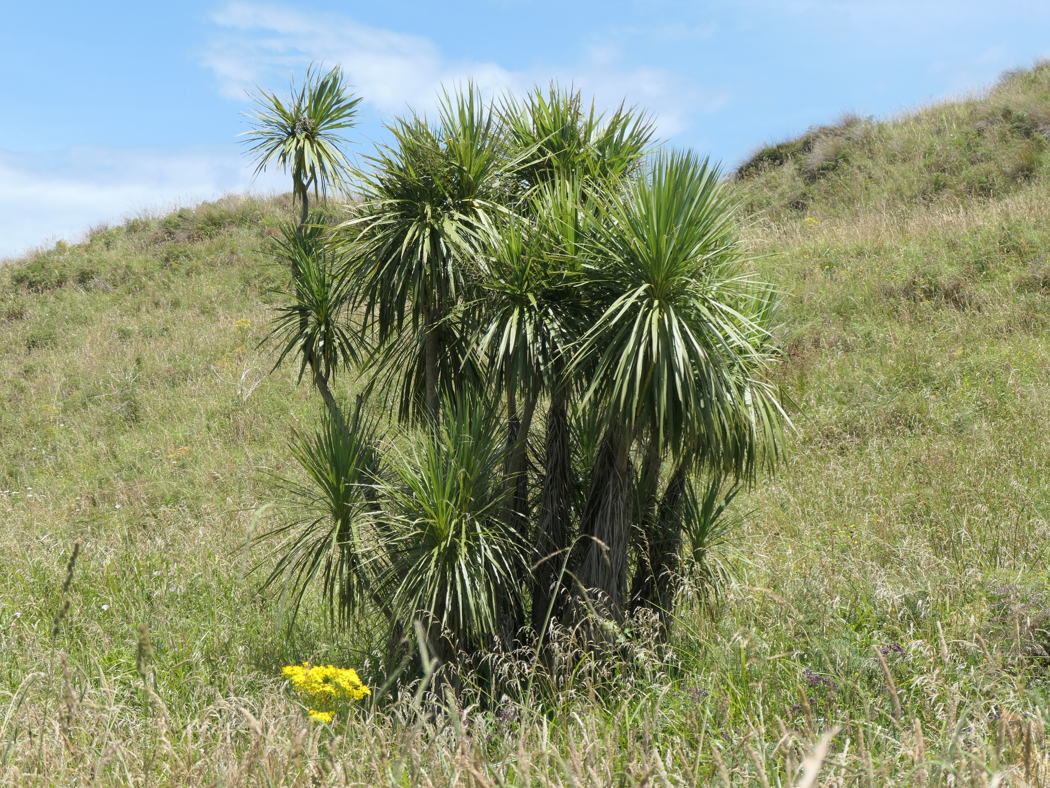 Cordyline Comm. ex R.Br.