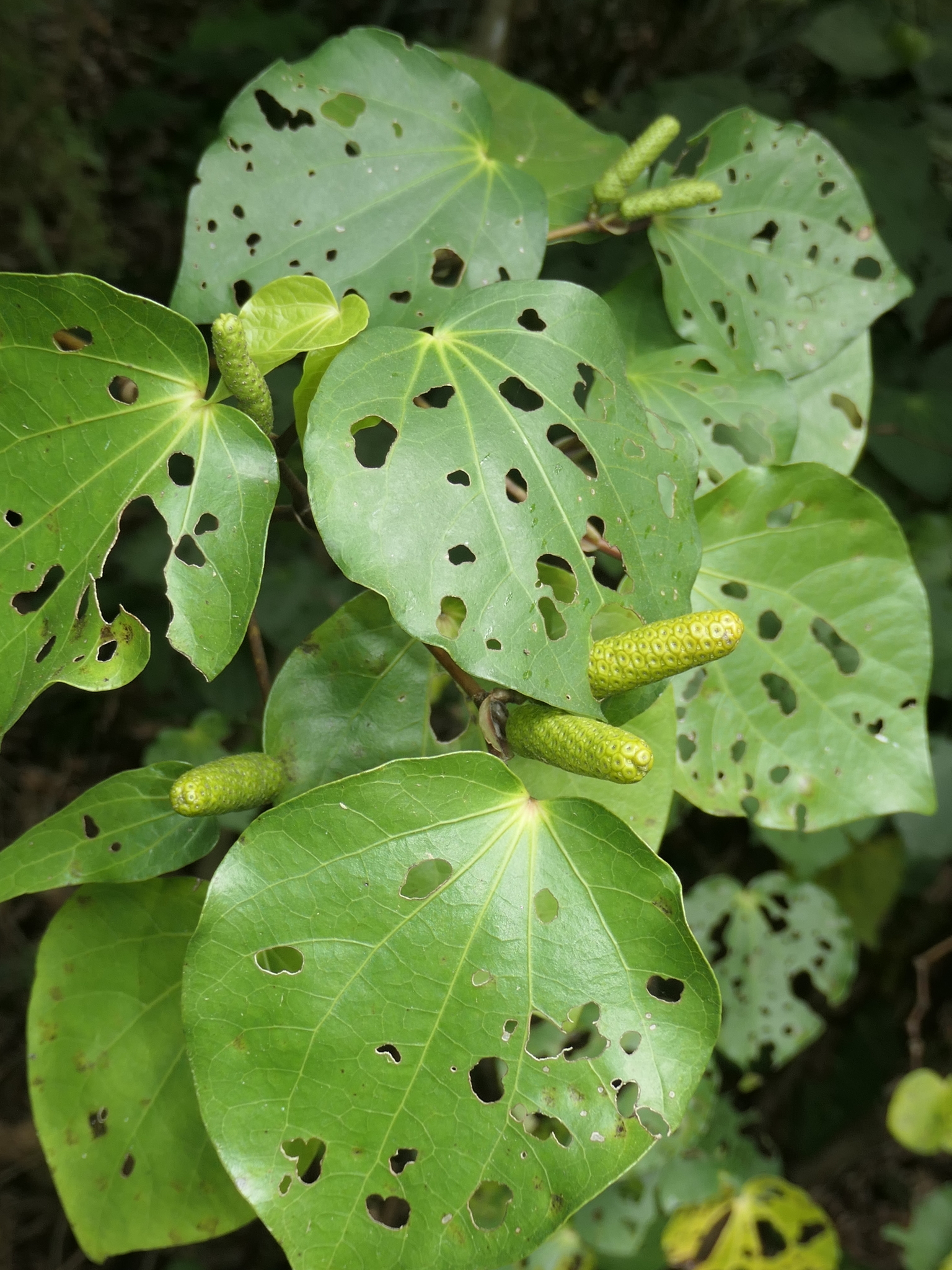 Piperales