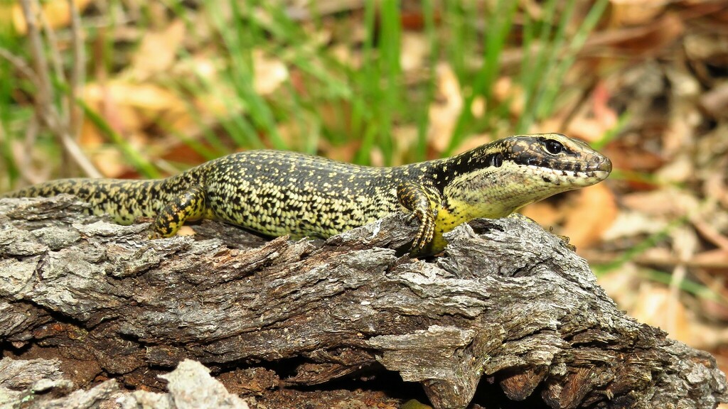 Yellow-bellied Water Skink from Wallaga Lake NSW 2546, Australia on ...