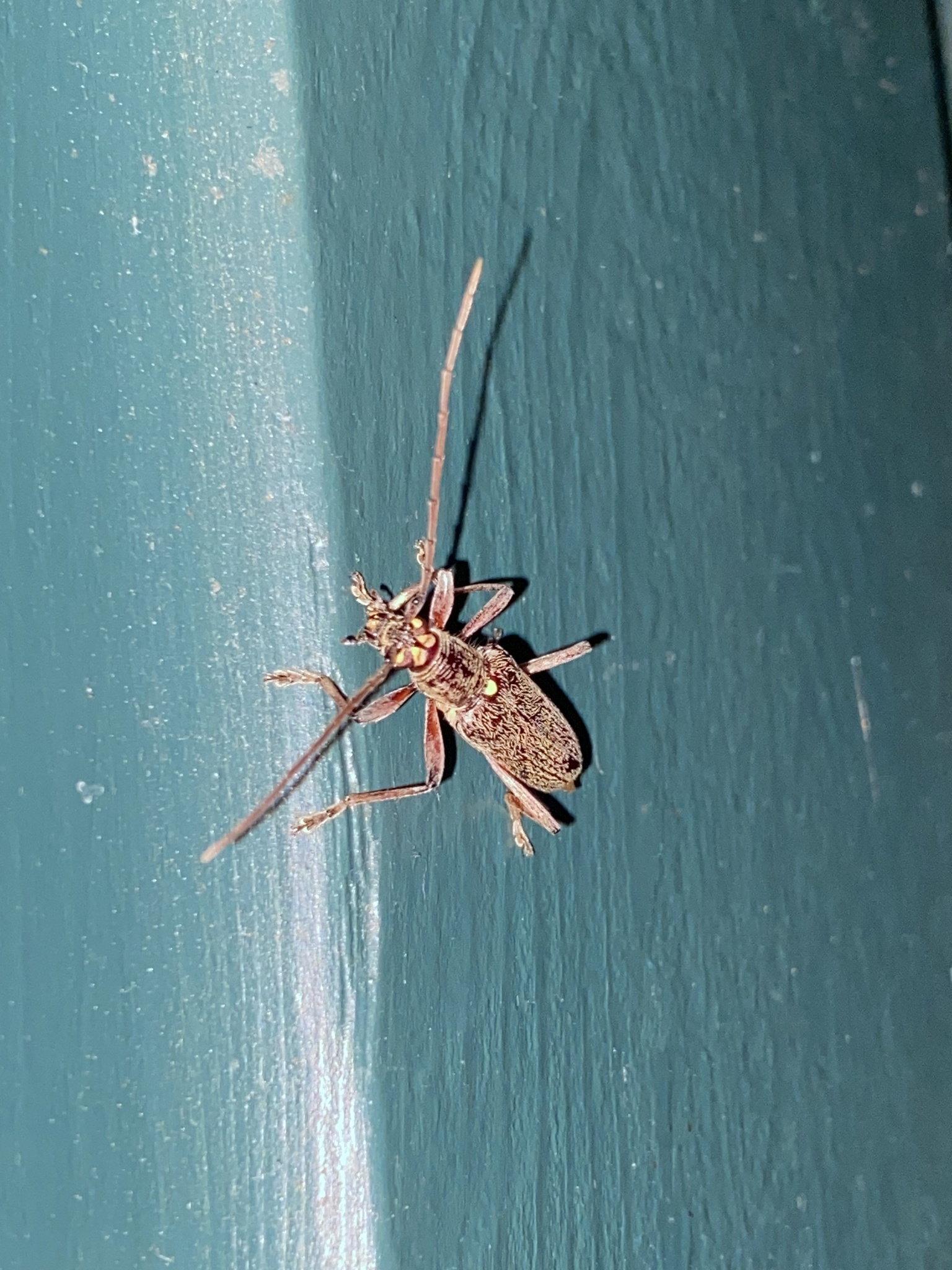 Cerambycidae