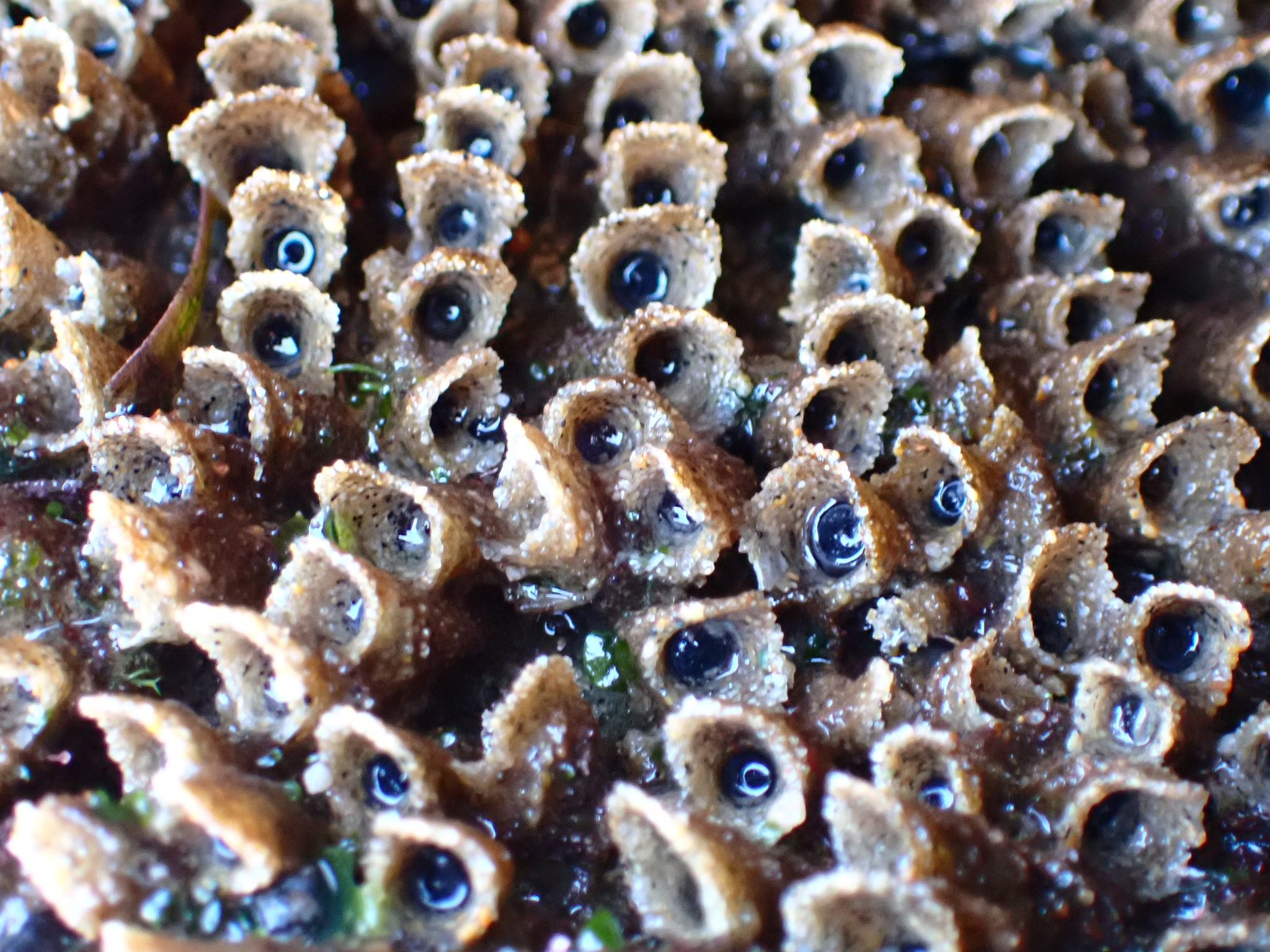 Annelida