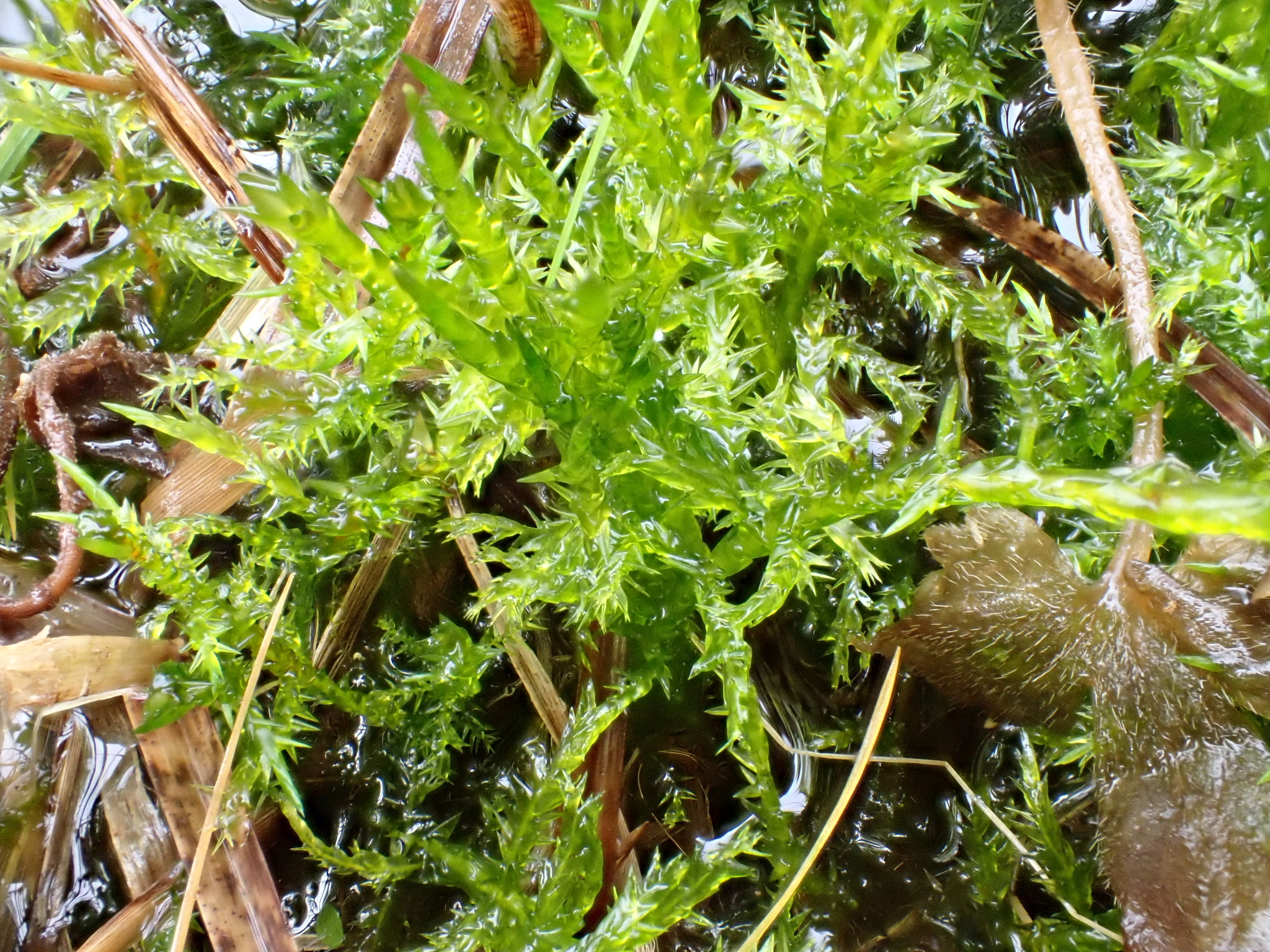 Amblystegiaceae