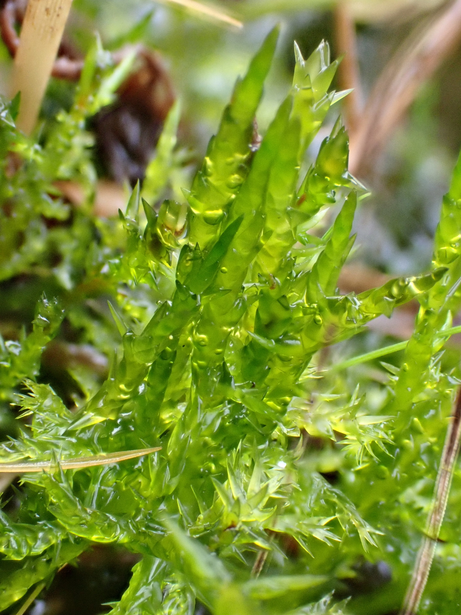 Amblystegiaceae