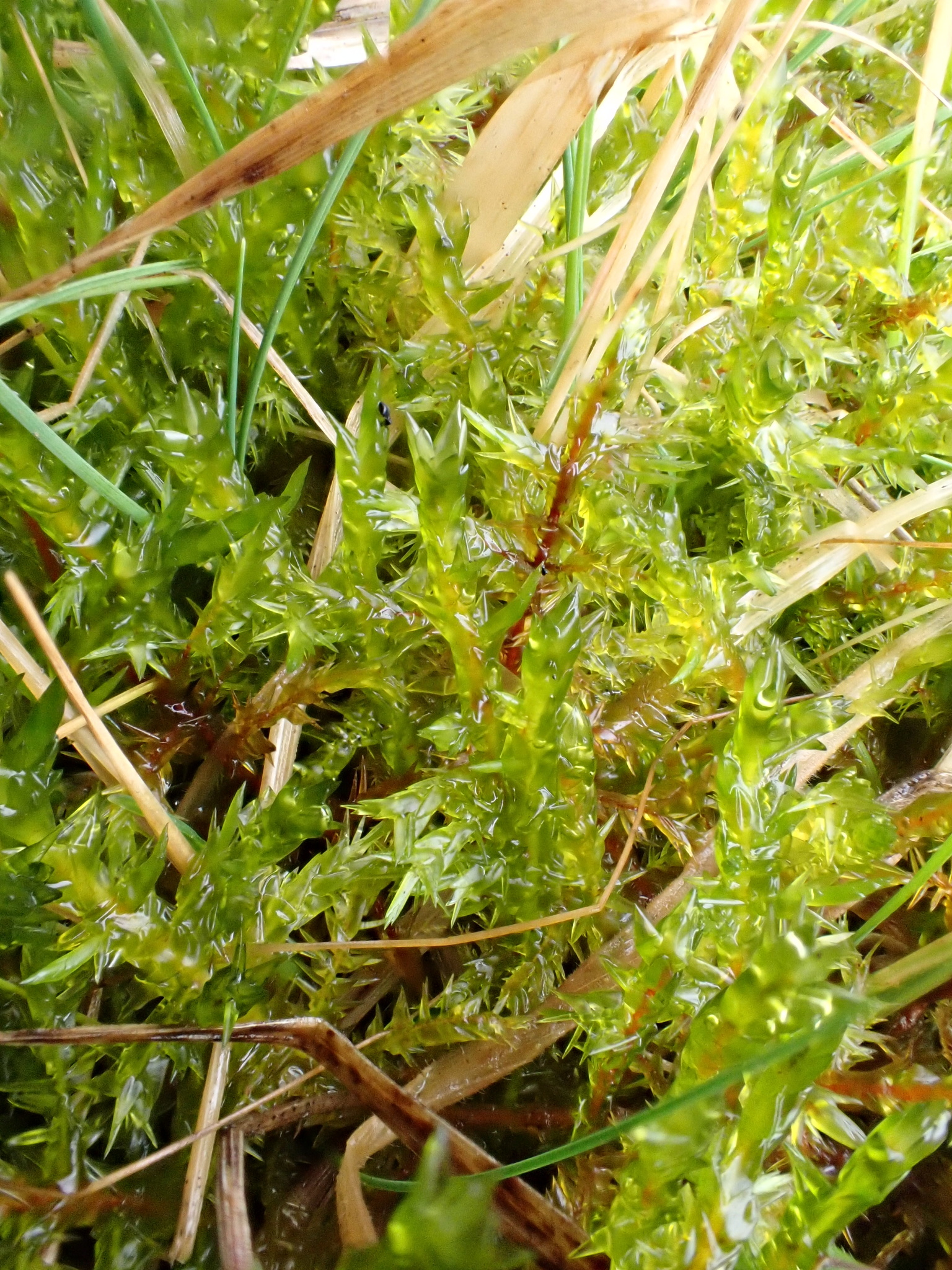 Amblystegiaceae
