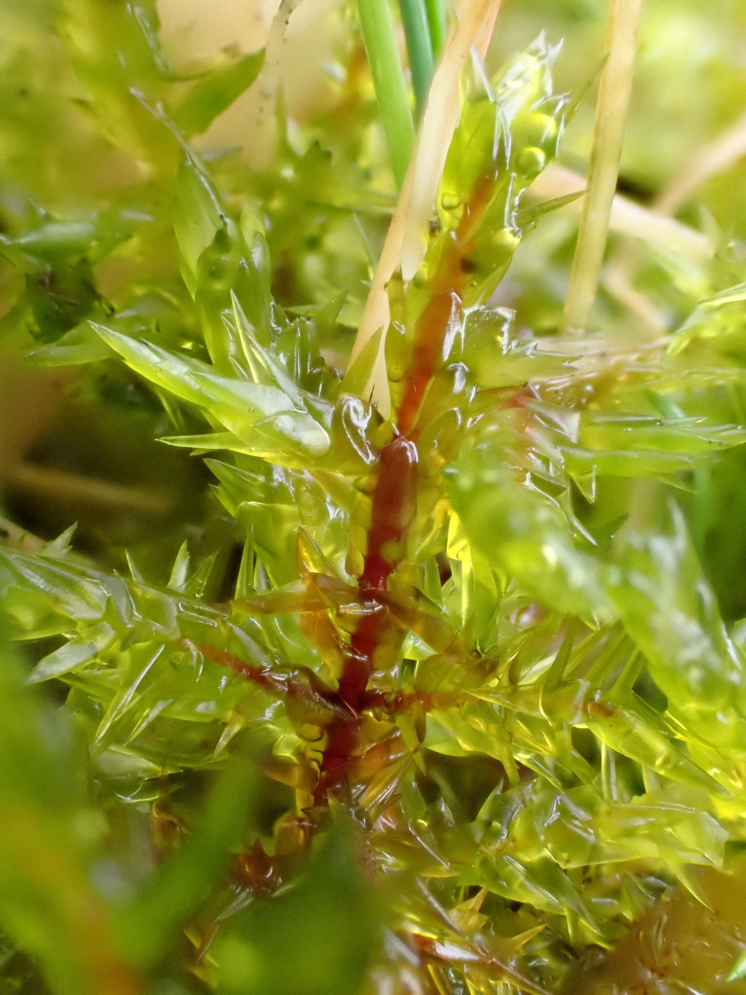 Amblystegiaceae