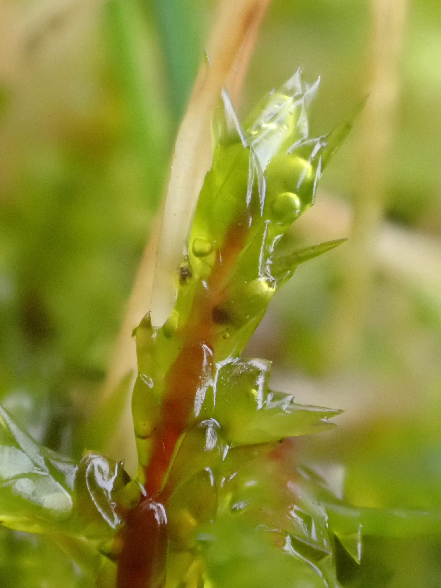 Amblystegiaceae
