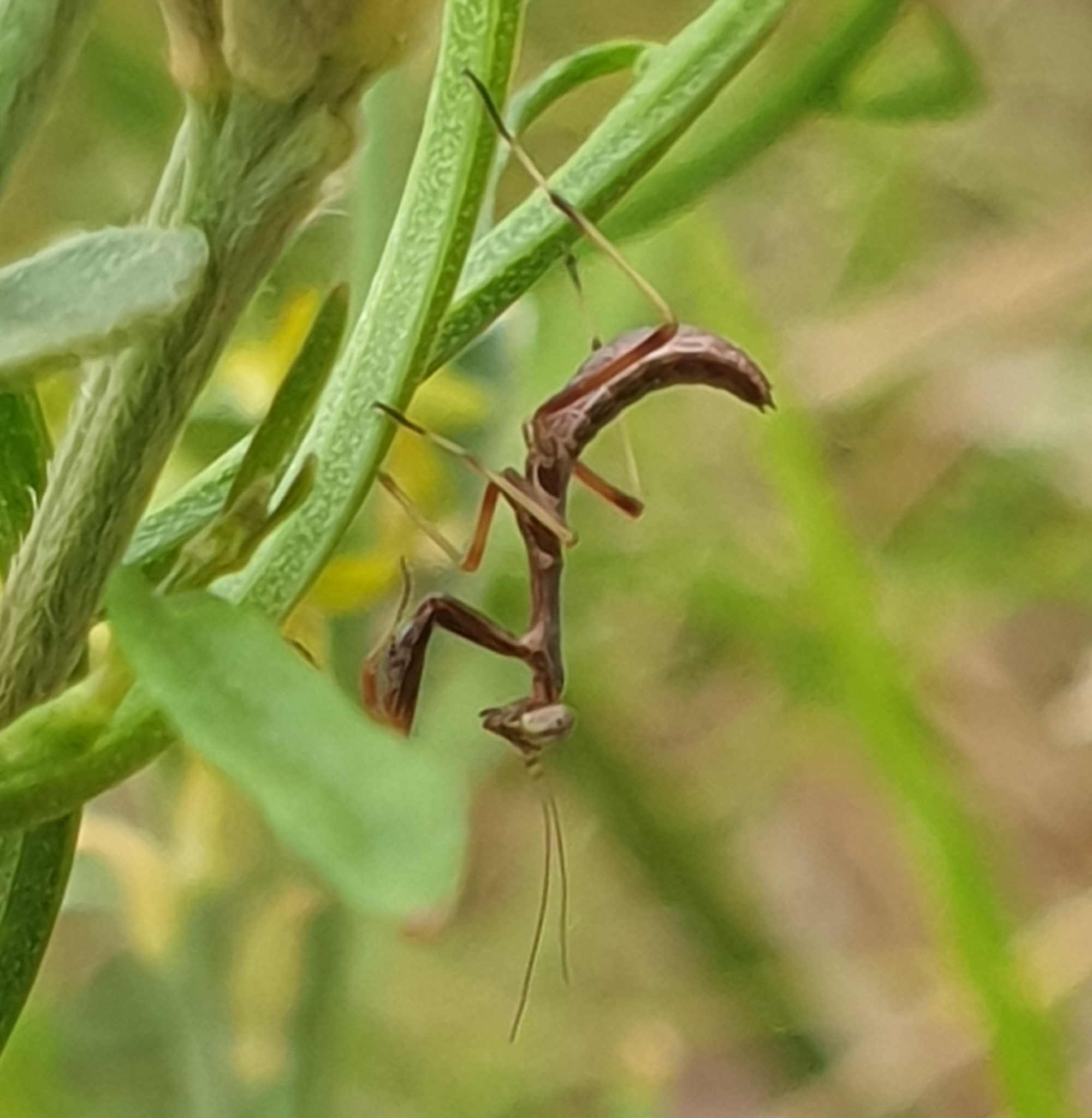 Mantodea
