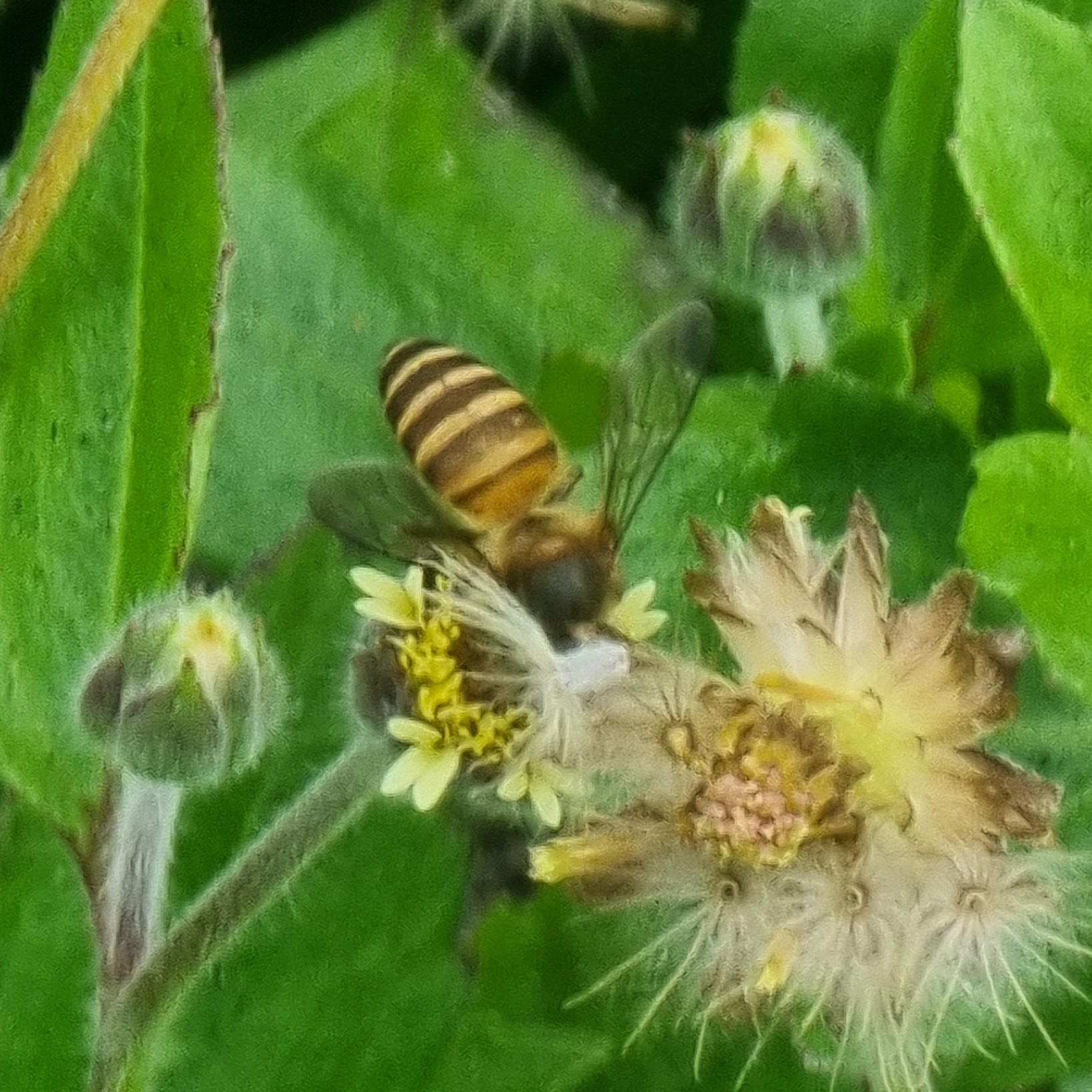 Apis cerana Fabricius, 1793