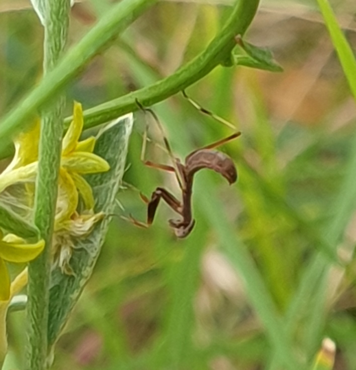 Mantodea