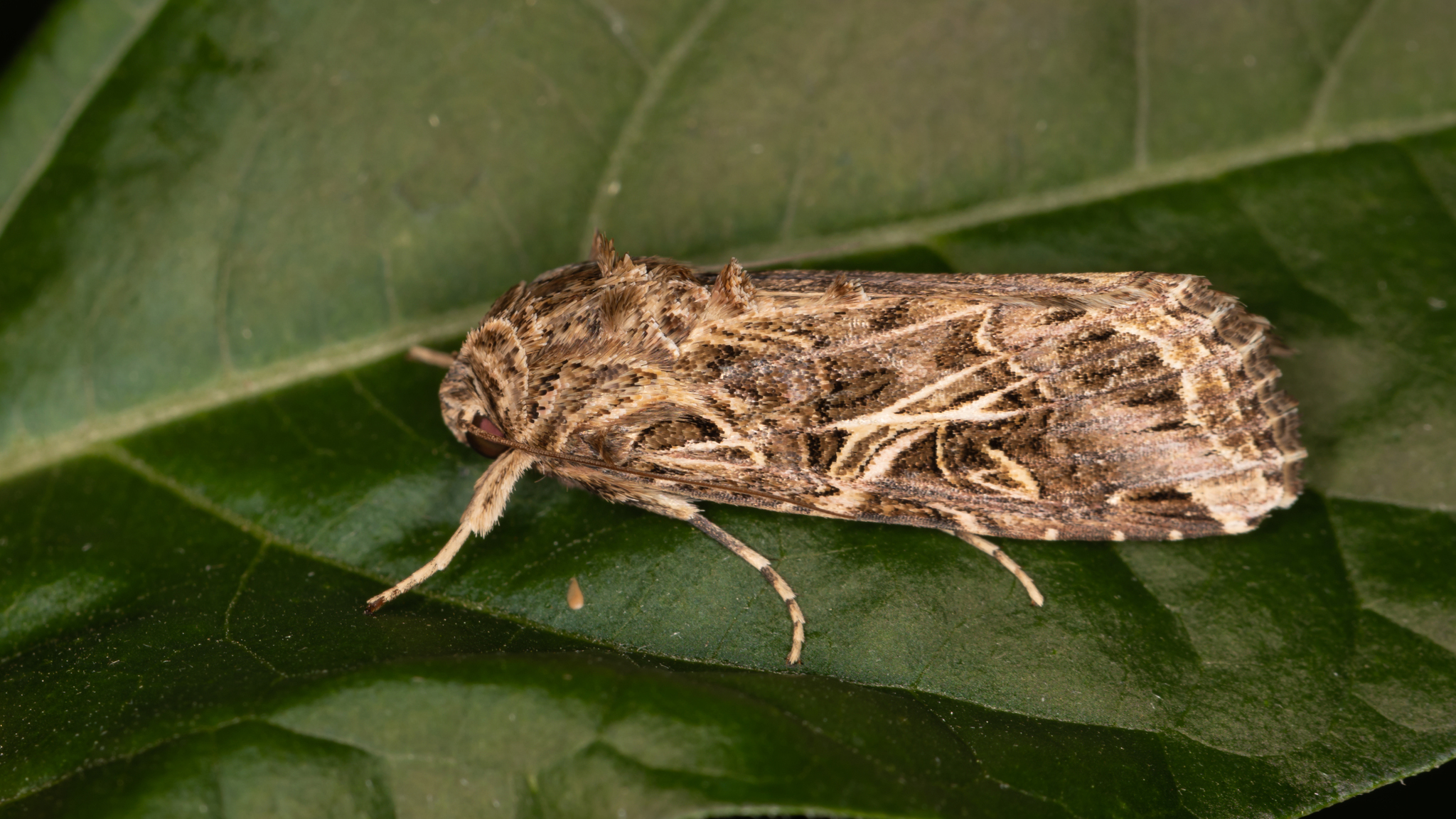 Spodoptera litura (Fabricius, 1775)