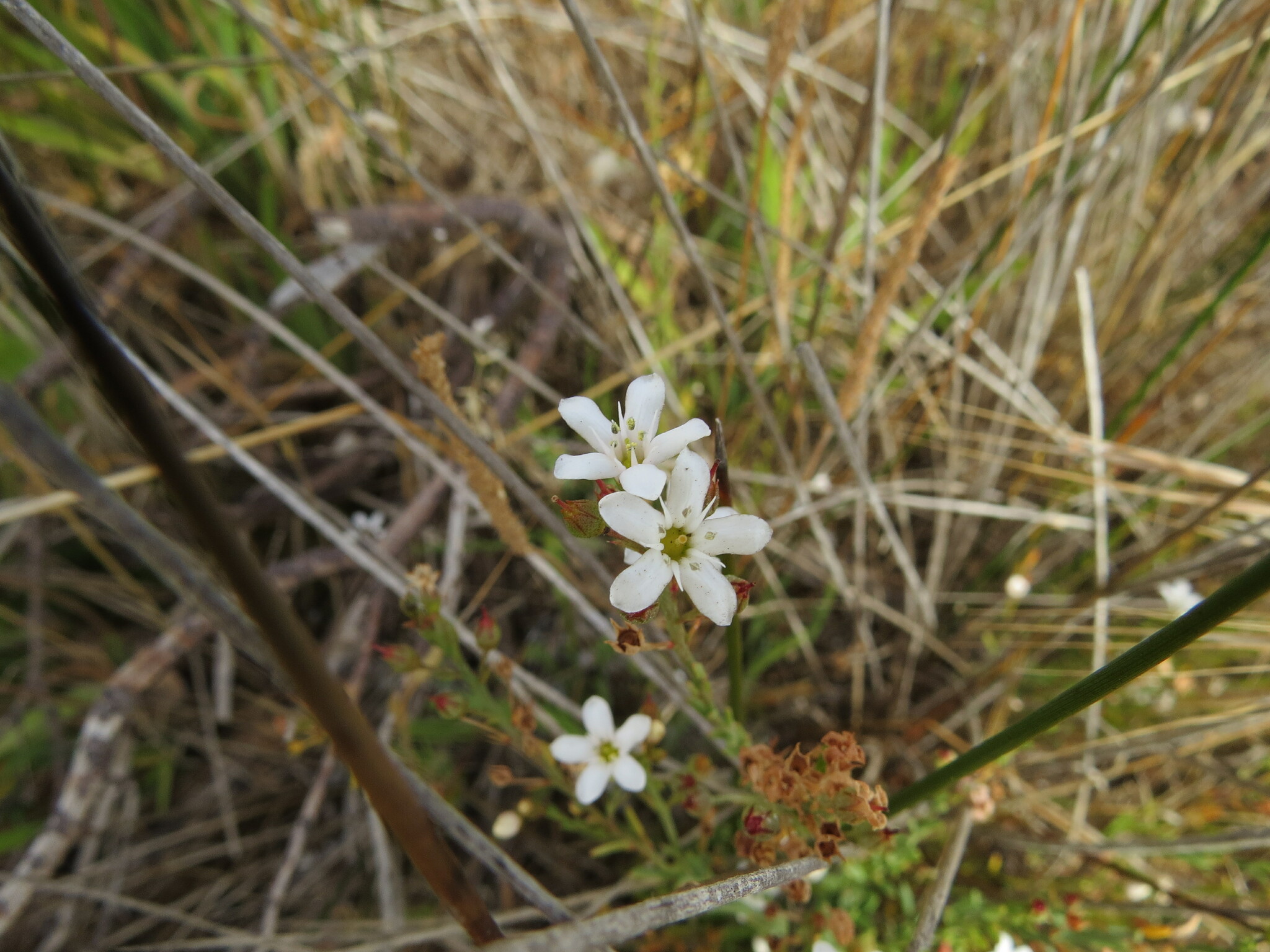 Samolus repens (J.R. & G.Forst.) Pers.